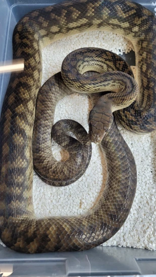 Merauke Scrub Python by AHP Exotics