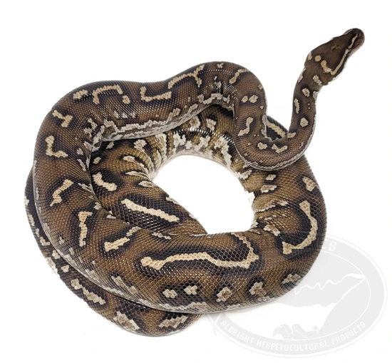 Angolan Python by AHP Exotics