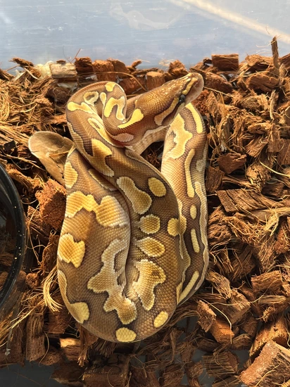 Lesser Calico Ball Python by Nothing But Balls