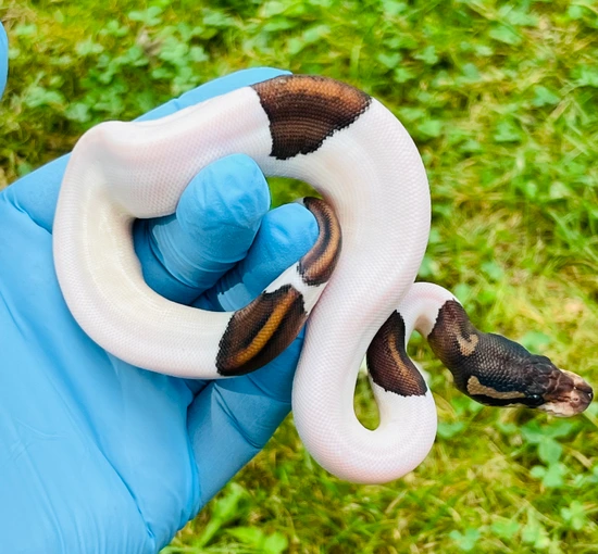 Black Pastel Piebald Ball Python by Nothing But Balls