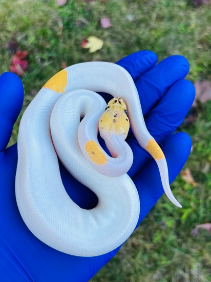 OD YB Firefly Leopard Clown Piebald Ball Python by Nothing But Balls