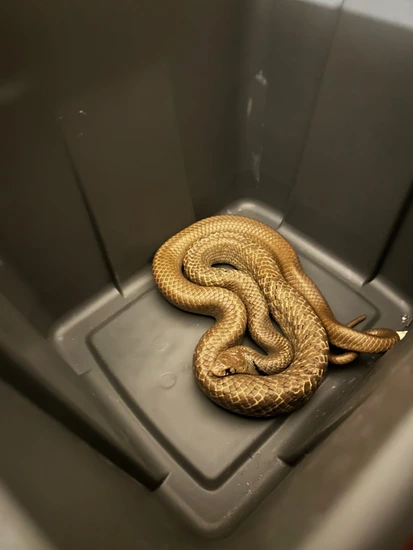 Unicolor Cribo Cribo & Indigo Snakes by Blood Orchid Reptiles