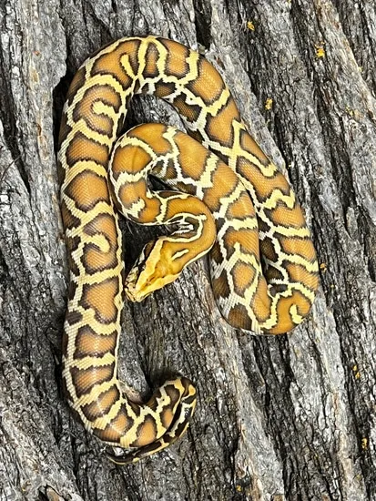 2021 GC Line Caramel Female Burmese Python by Aisreptiles