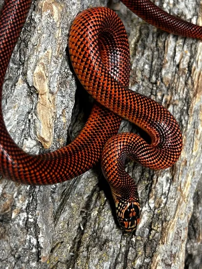 2021 Patternless Goini High Red Male Apalachicola Kingsnake by Aisreptiles