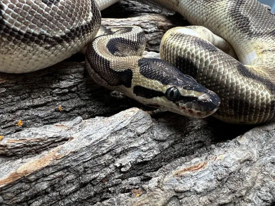 Enchi Pied Male With Plugs Ball Python by Aisreptiles