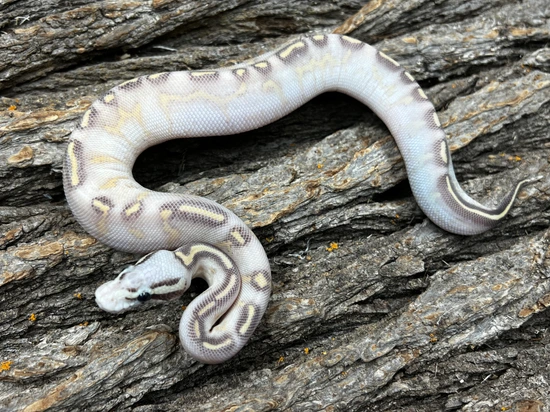 Pastel Highway Het Desert Ghost Ball Python by Aisreptiles