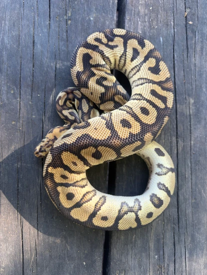 Spotnose Clown Ball Python by Southern Maryland Constrictors