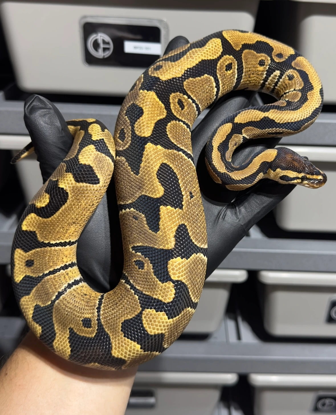Cardinal Exotics's Collection - MorphMarket