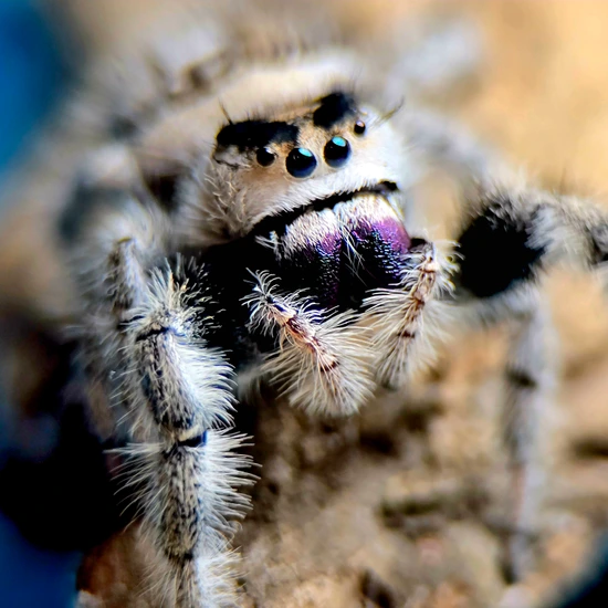 Rhea Brooder Ready To Go! Phidippus Regius | 25+ Spiderlings | I3 ...