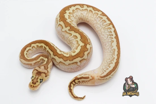 Nyala Butter SN Clown Het Pied Ball Python by AK Morphs