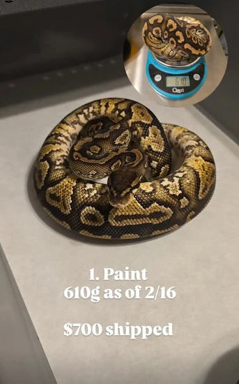 Paint Ball Python by AK Morphs