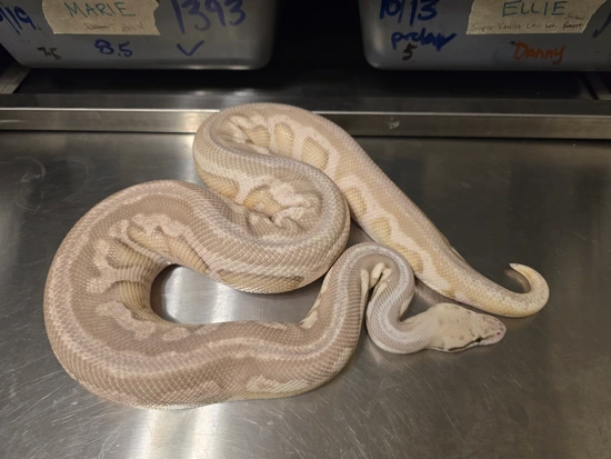 Leo SN RH Pastel Lesser Het Clown Ball Python by AK Morphs