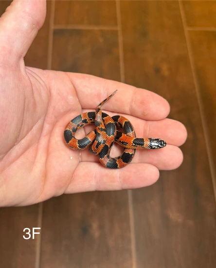 Blaze Goini Kingsnake Apalachicola Kingsnake by ANReptiles