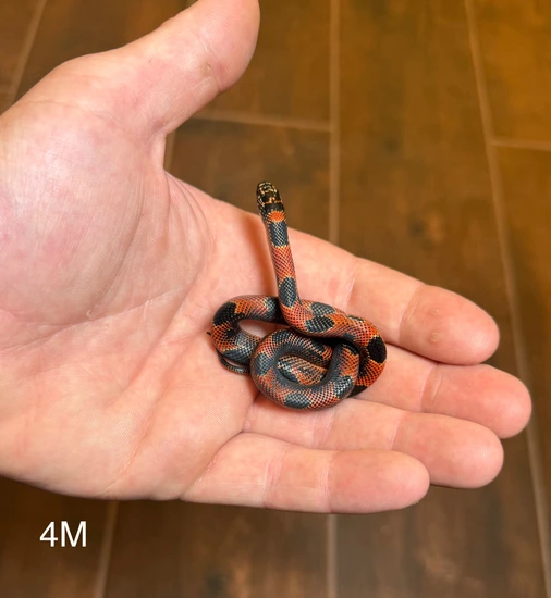 Blaze Goini Kingsnake Apalachicola Kingsnake by ANReptiles