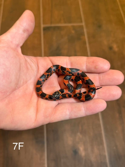 Blaze Goini Kingsnake Apalachicola Kingsnake by ANReptiles