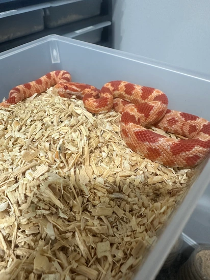 Red Factor Amel Het Scaleless Corn Snake by Rock Creek Corns