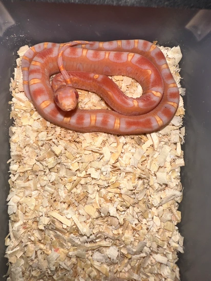 Scaleless Reverse Okeetee PH Red Factor Corn Snake by Rock Creek Corns