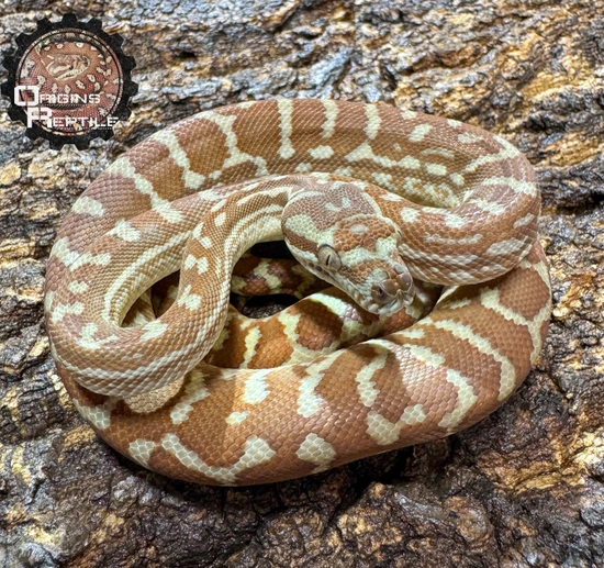 Full Hypo Het Stonewash Centralian Carpet Python by Origins Reptile