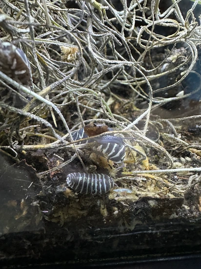 Zebra Isopod by Ally’s LandsWonder of Fauna