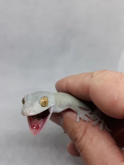 USCBB Powder Blue Tokay Gecko by ALA Reptiles