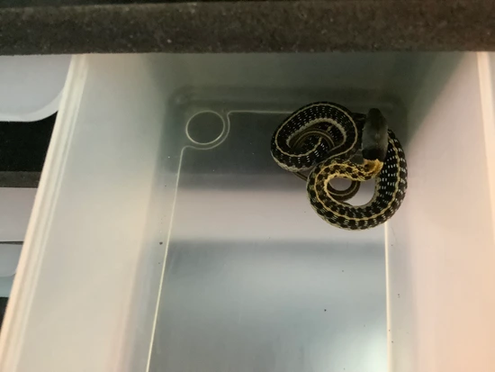 Baby Tropical Blackneck Garter Snake by Albert P. Clark