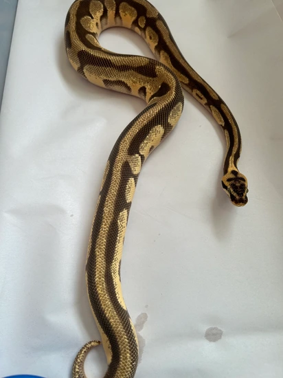 Orange Dream Enchi Leopard Ball Python by Albert P. Clark