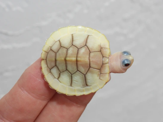 Caramel Pink Red Ear Slider Slider Turtle by Albinoturtles.com