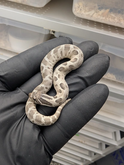 Axanthic Conda 66% Snowburst Western Hognose by ACL Hogs