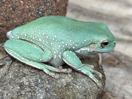 Snowflake Whites Tree Frog- Male White's Tree Frog by Sterling Exotics