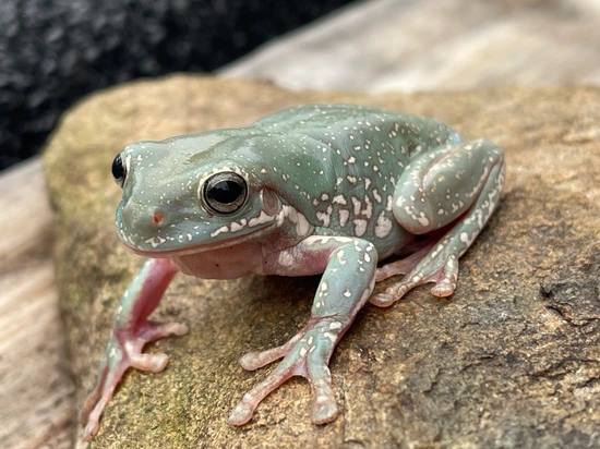 Snowflake Whites Tree Frog- Male White's Tree Frog by Sterling Exotics