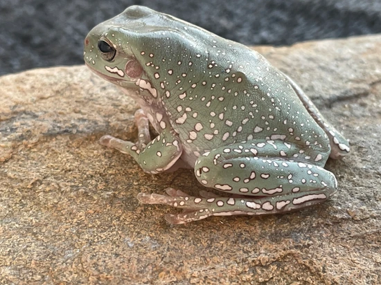 Super Snowflake Whites Tree Frog- Female White's Tree Frog by Sterling ...