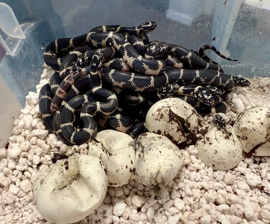 Stunning, High-contrast Eastern Chain Kingsnakes. Eastern Kingsnake by ...