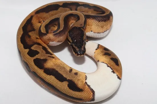 Pied Ball Python by Golden State Exotics