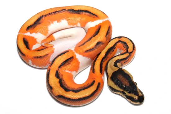 Super Orange Dream Yellowbelly Jungle Woma Pied Ball Python by Golden ...