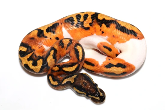 Orange Dream Hurricane Jungle Woma Pied Ball Python by Golden State Exotics