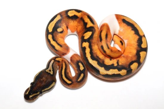 Orange Dream Hurricane Pied Ball Python by Golden State Exotics