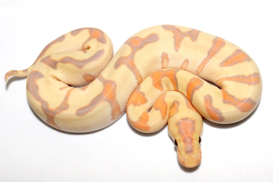 Banana Cypress Enchi Fire Yellowbelly Blade Clown Ball Python by Golden State Exotics
