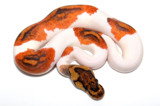 Orange Dream Yellowbelly Enchi Black Pastel Red Stripe Clown Pied Ball ...