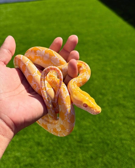 Super Dwarf White Phase Albino Reticulated Python by Prime Boas