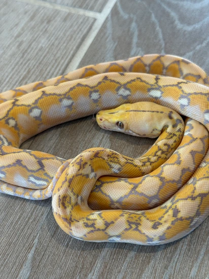 Super Dwarf Purple 50% Kalatoa Reticulated Python by The Snake Lounge