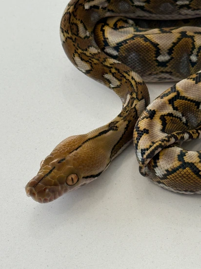 Wildtype 43.75% D/SD Het Purple 66% Het Anery 50% Het Ocelot ...