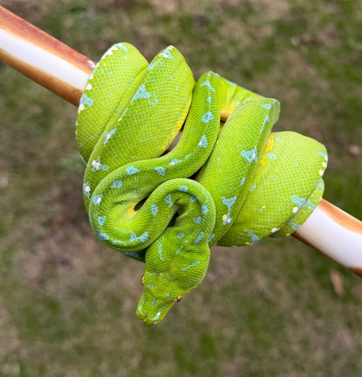 Sorong Male Green Tree Python by Amazing arboreals