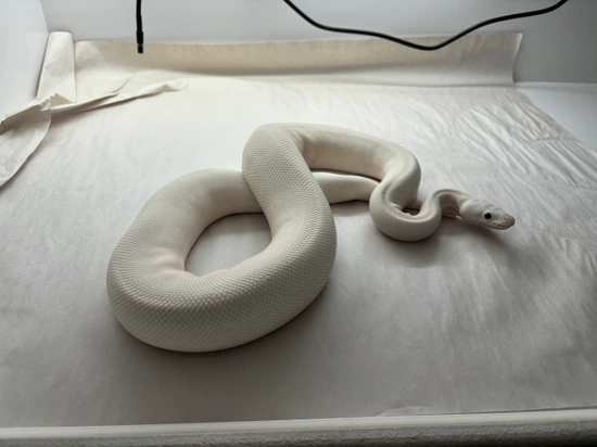 Super Fire Pure White Ball Python by Alexio