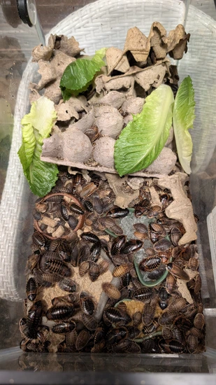 Dubia Roaches Cockroach by Jurassic Reptiles