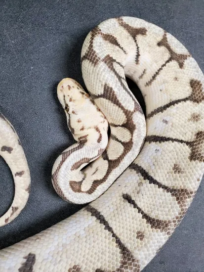 bumblebee ball python wobble