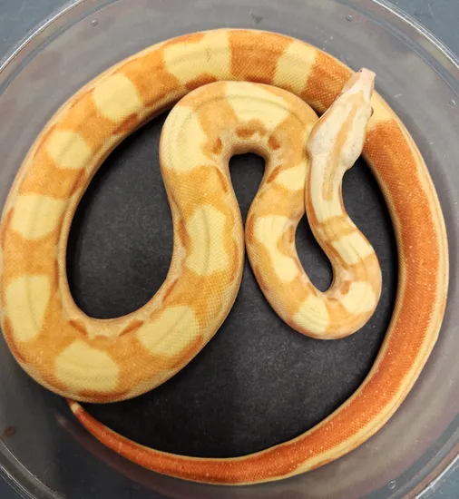 sunglow sharp boa