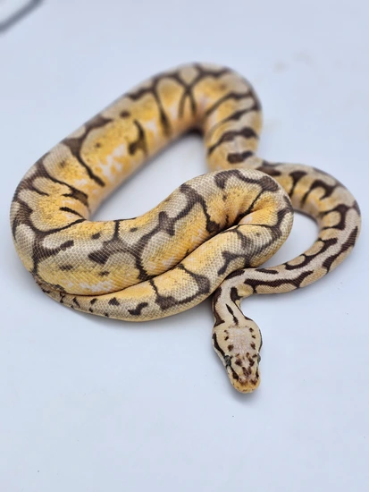 bumblebee ball python wobble