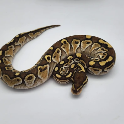 bumblebee ball python genetics
