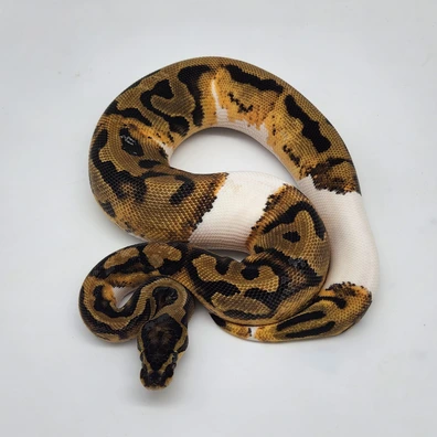 pied ball python morphmarket