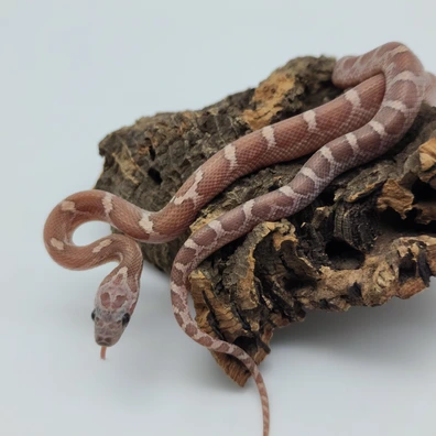 hypo plasma corn snake